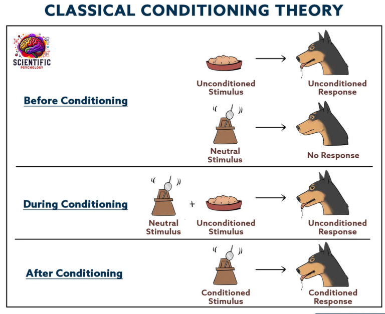 Schools of Psychology: Behaviorism - Scientific Psychology