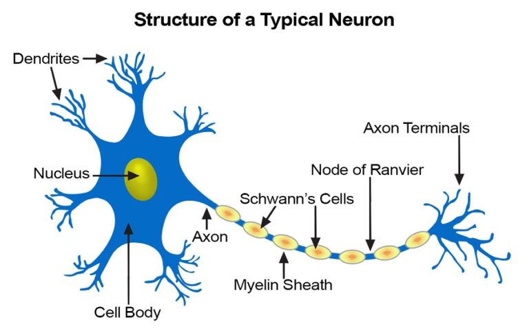 Neurons: Structure, Functions, and Types - Scientific Psychology