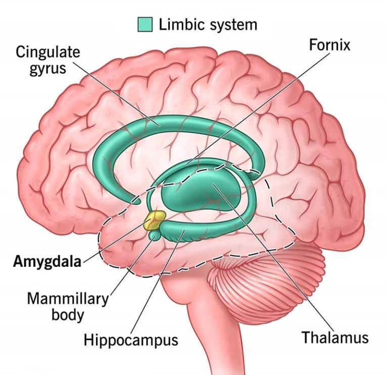 The Cerebellum Scientific Psychology The Cerebellum Scientific Psychology
